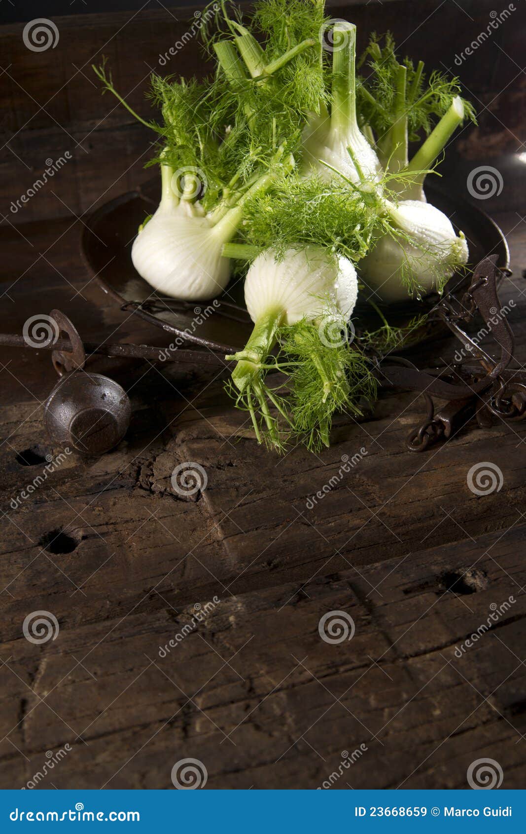 Vegetables fennel stock image. Image of digestive, depurative - 23668659