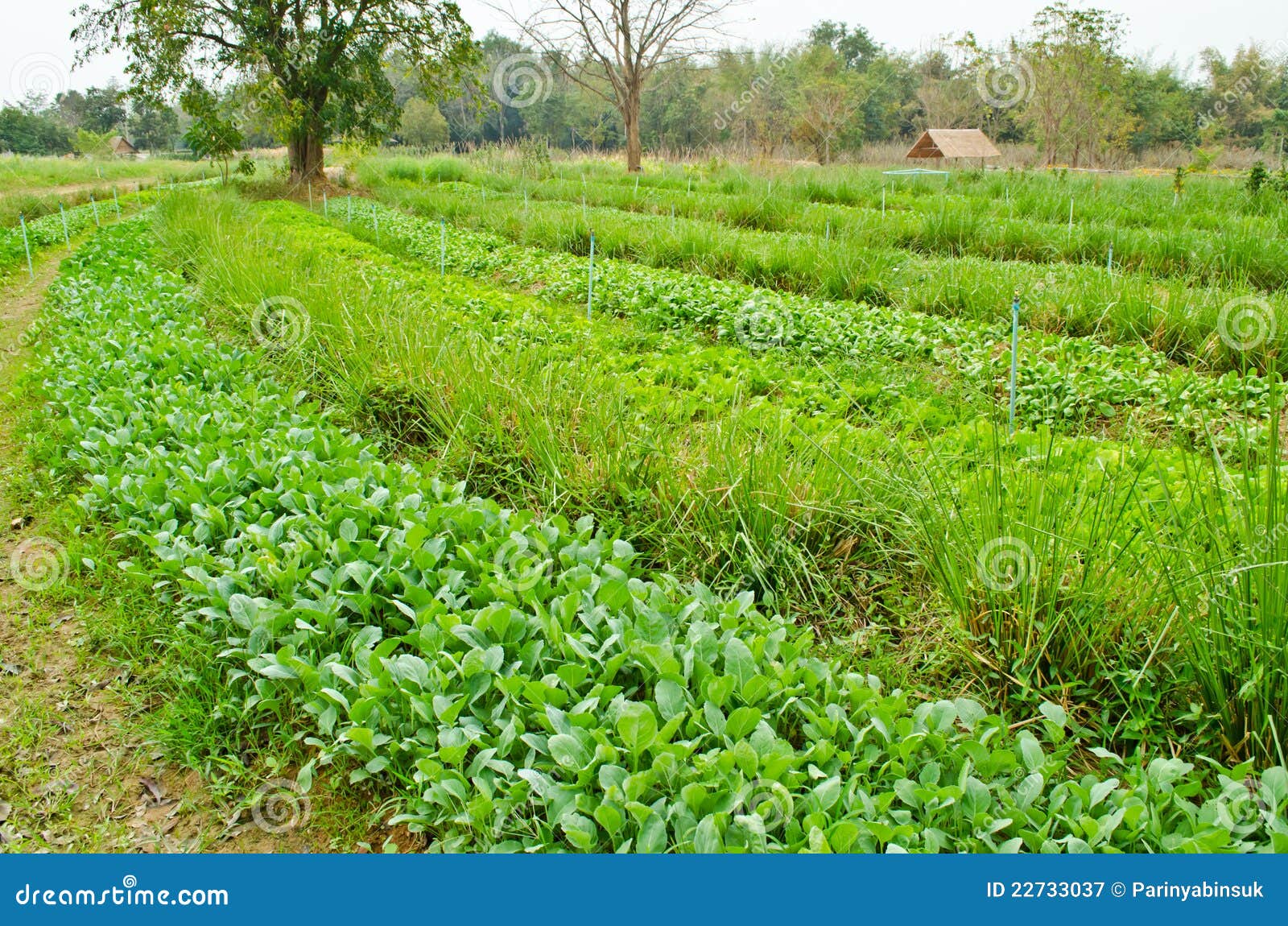 Vegetables field stock image. Image of technology, line - 22733037