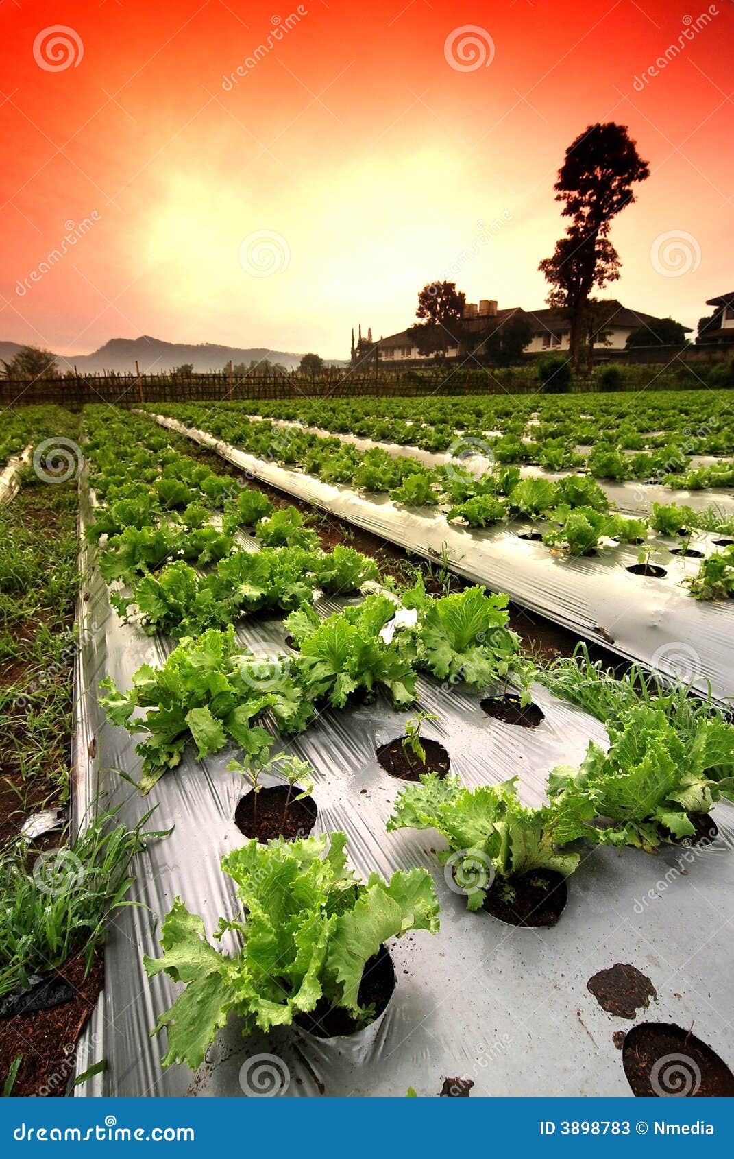 Vegetables Field stock image. Image of field, seeds, agribusiness - 3898783