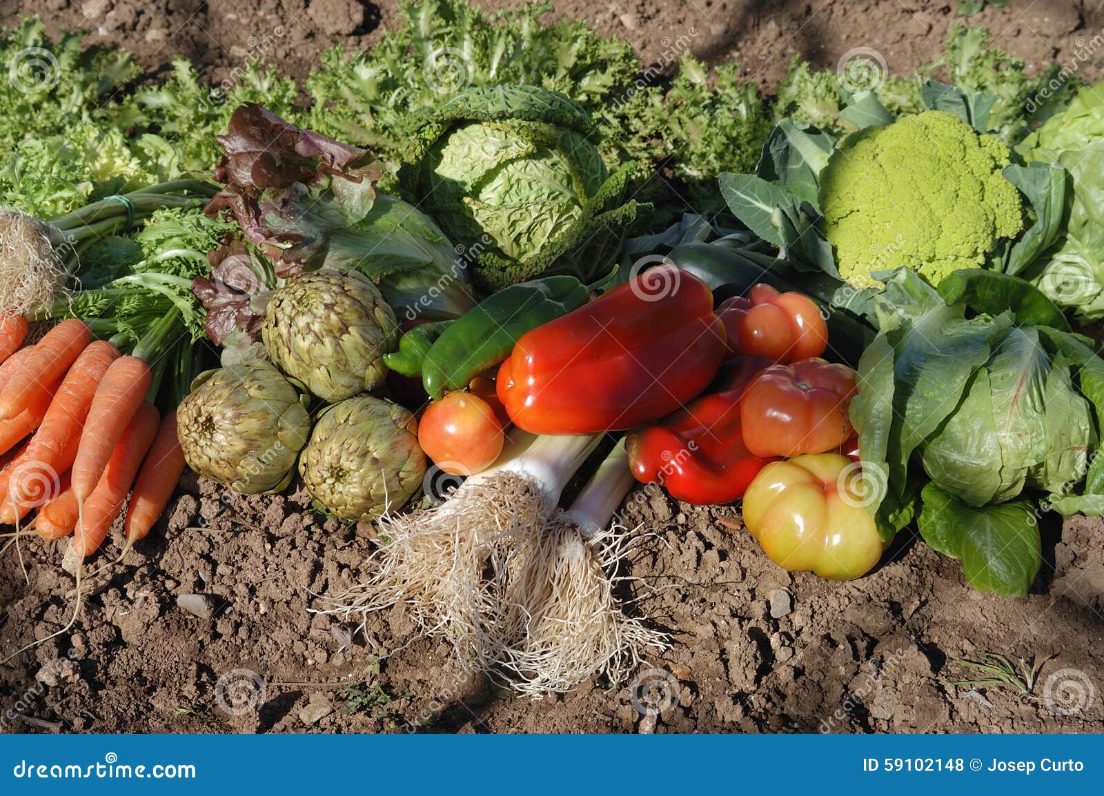 Vegetables on the Floor in an Orchard Stock Photo - Image of broccoli ...