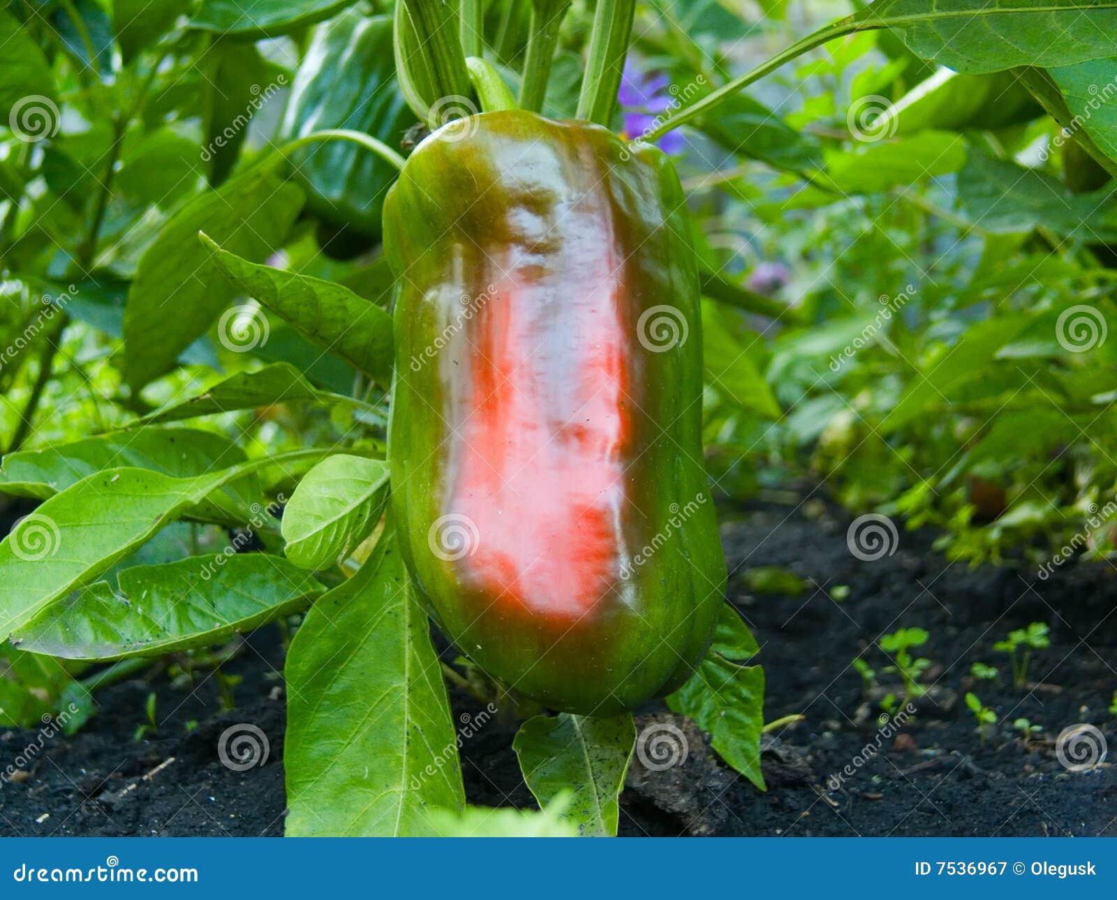 Vegetables fresh pepper stock image. Image of earth, crop - 7536967