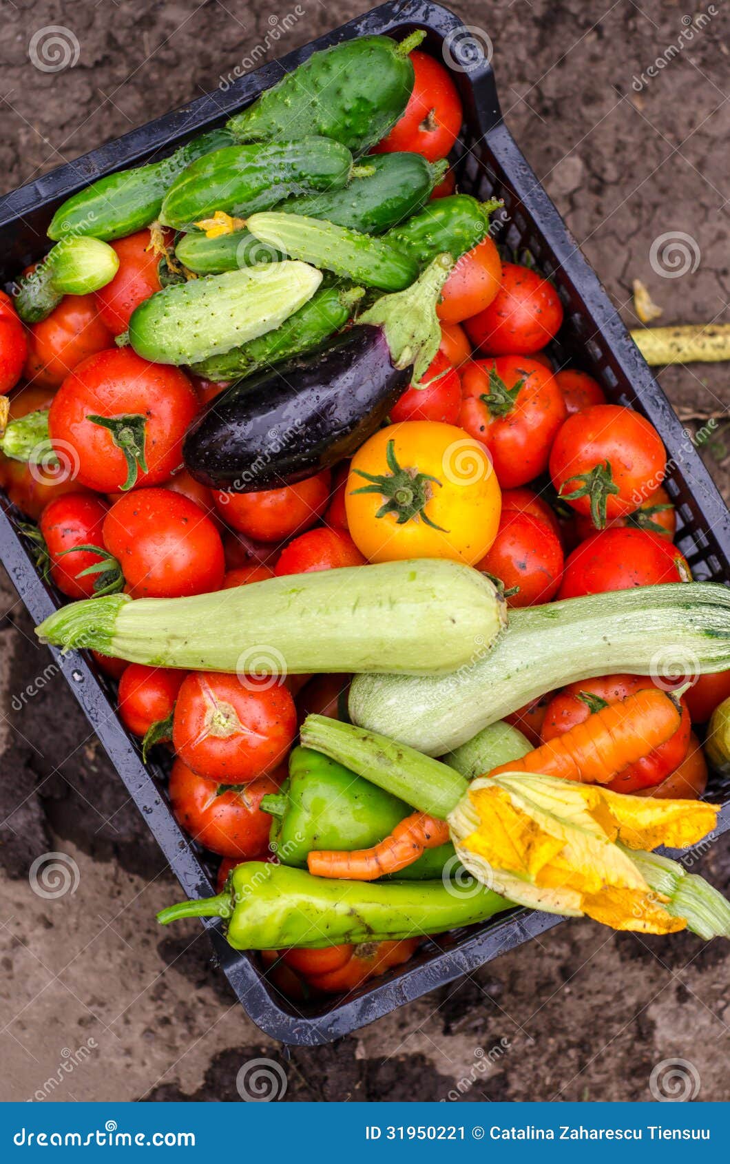 Vegetables stock image. Image of horticulture, garden - 31950221