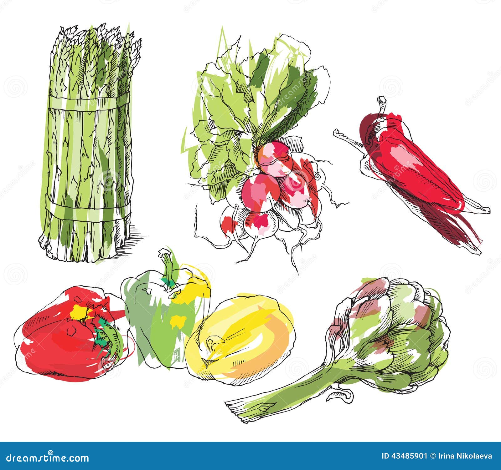 Vegetables stock vector. Illustration of vegetable, hand - 43485901