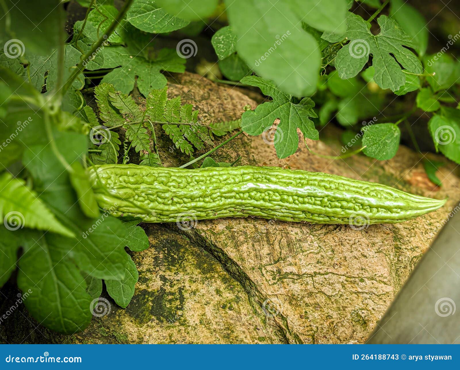 Vegetables garden pare stock image. Image of pare, green - 264188743