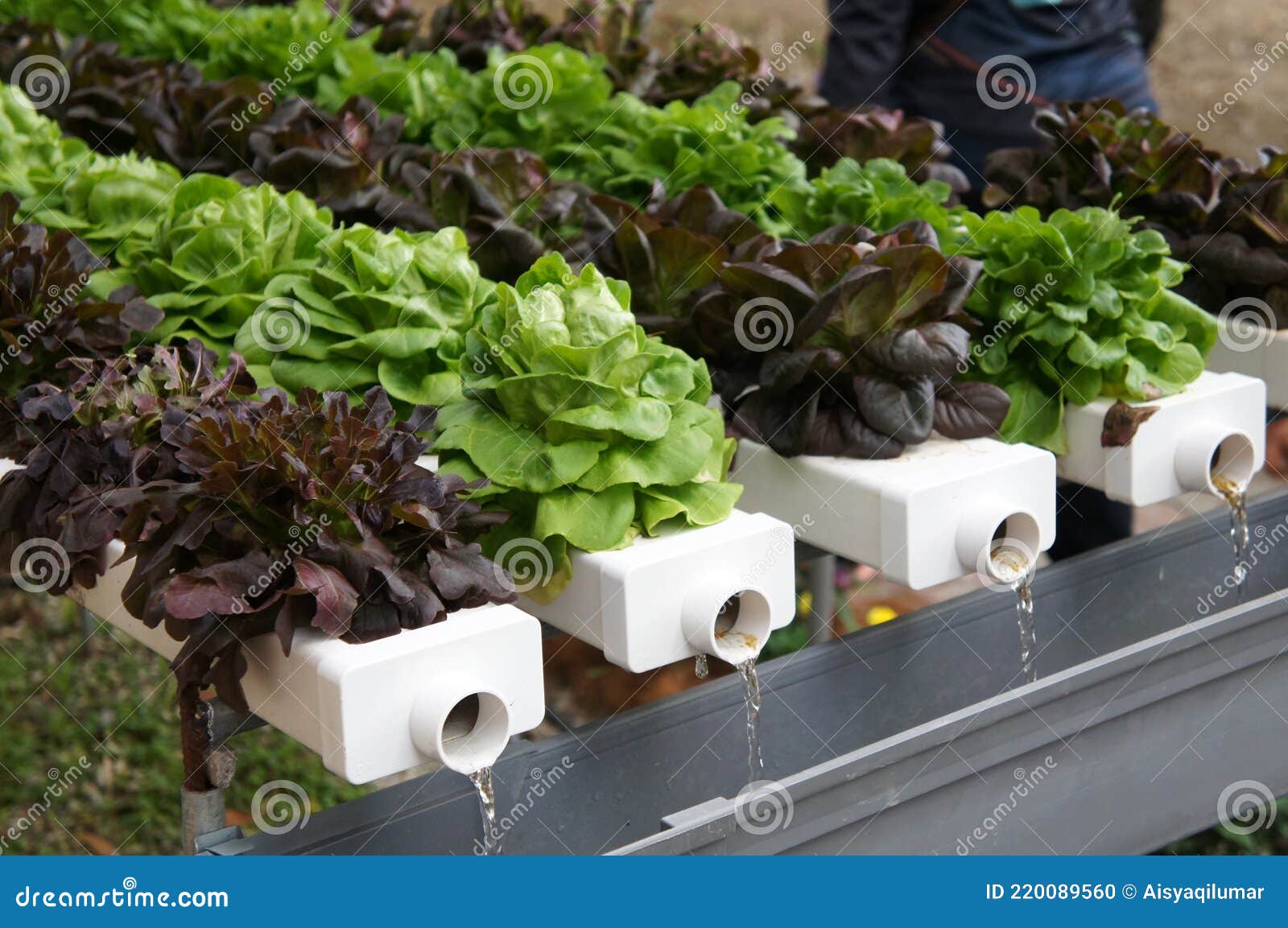 Vegetables in the Garden Planted Using a Multi-storey Hydroponic Method ...
