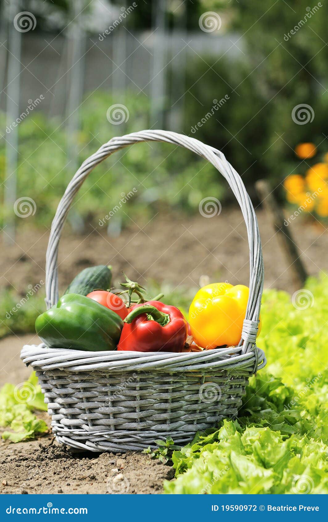 Vegetables gerden stock photo. Image of picking, wicker - 19590972