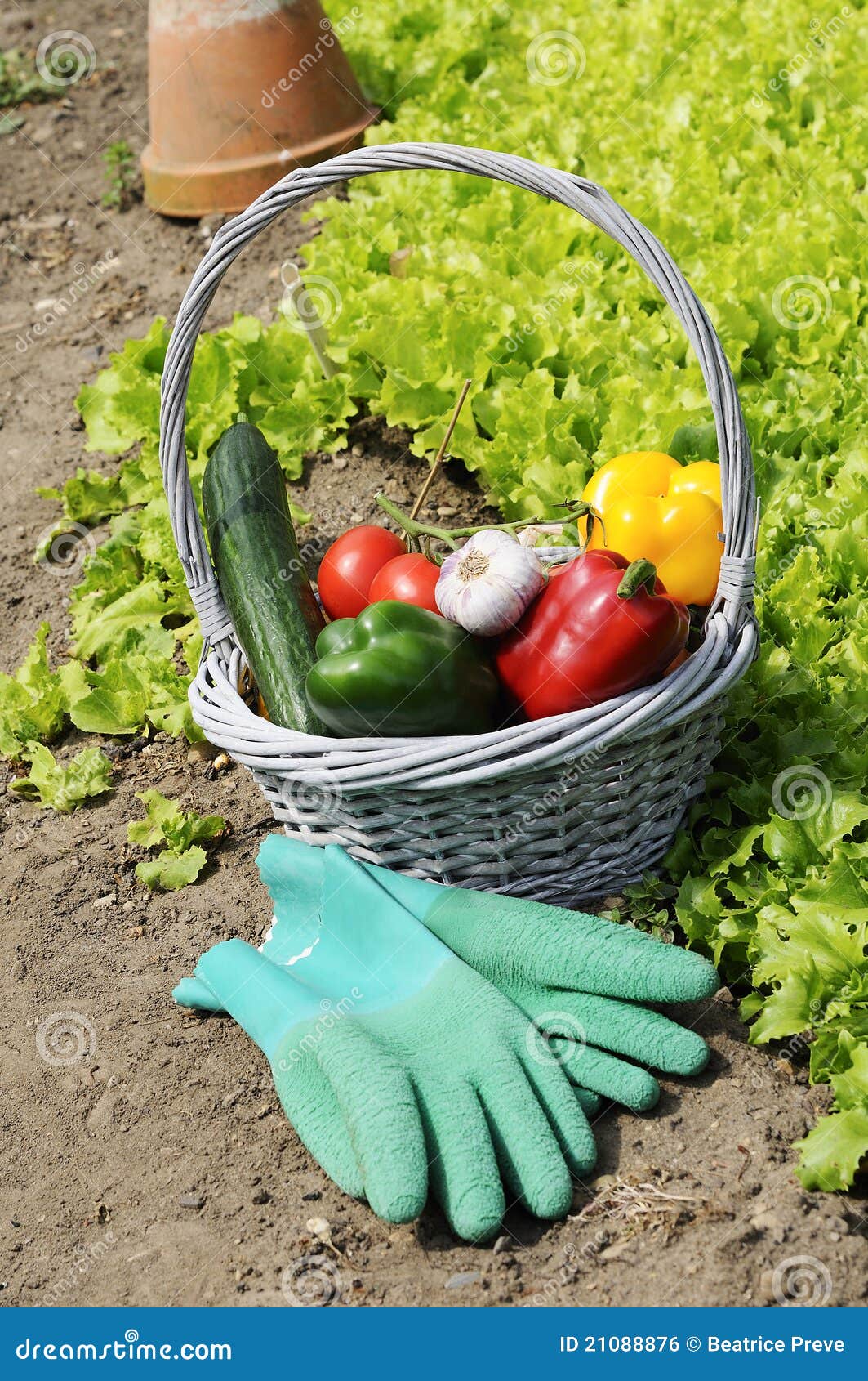 Vegetables gerden stock photo. Image of equipment, fruit - 21088876