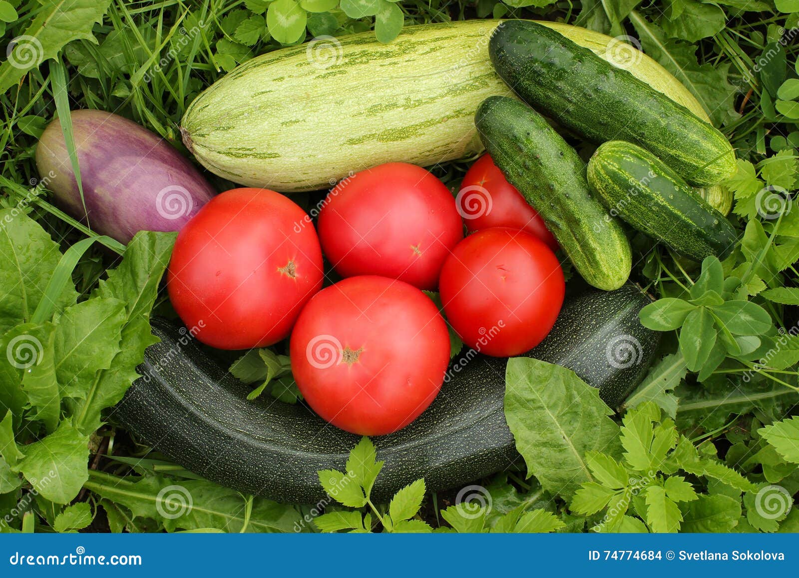 Vegetables on the grass stock photo. Image of grass, cucumber - 74774684