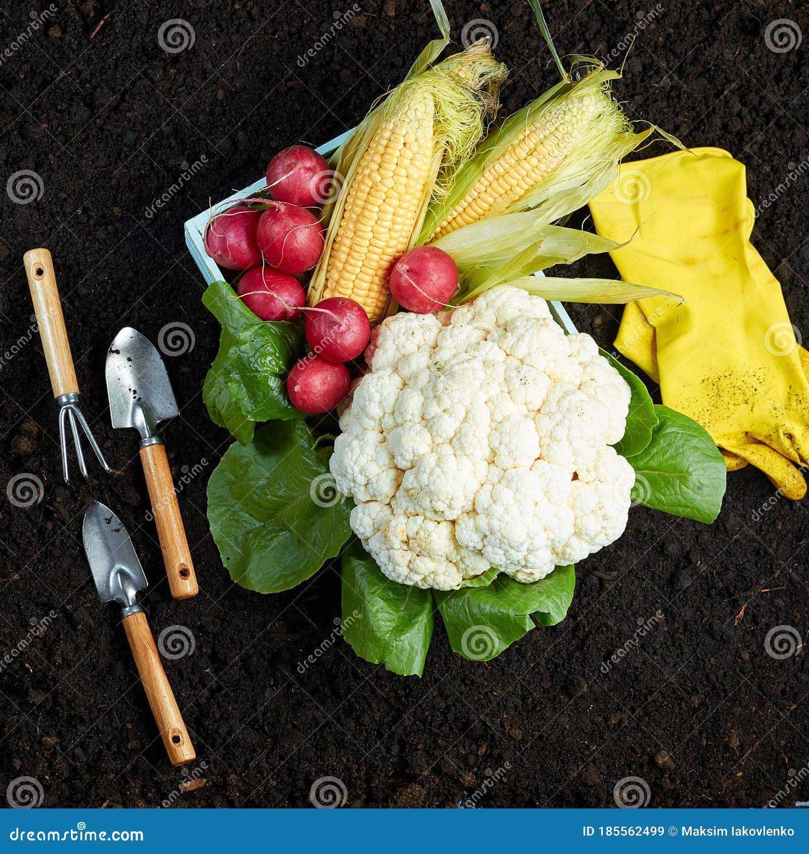 Vegetables on Ground on Color Background. the Garden Tool on the Earth ...