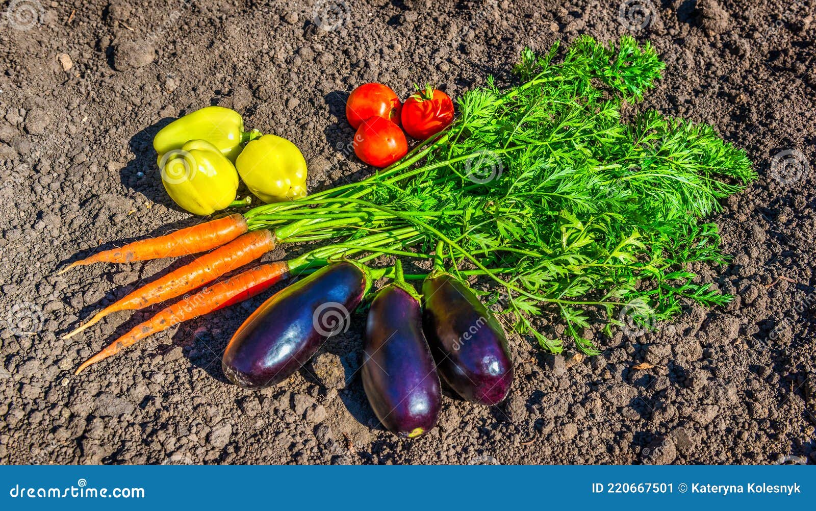 Vegetables on the ground stock image. Image of harvest - 220667501