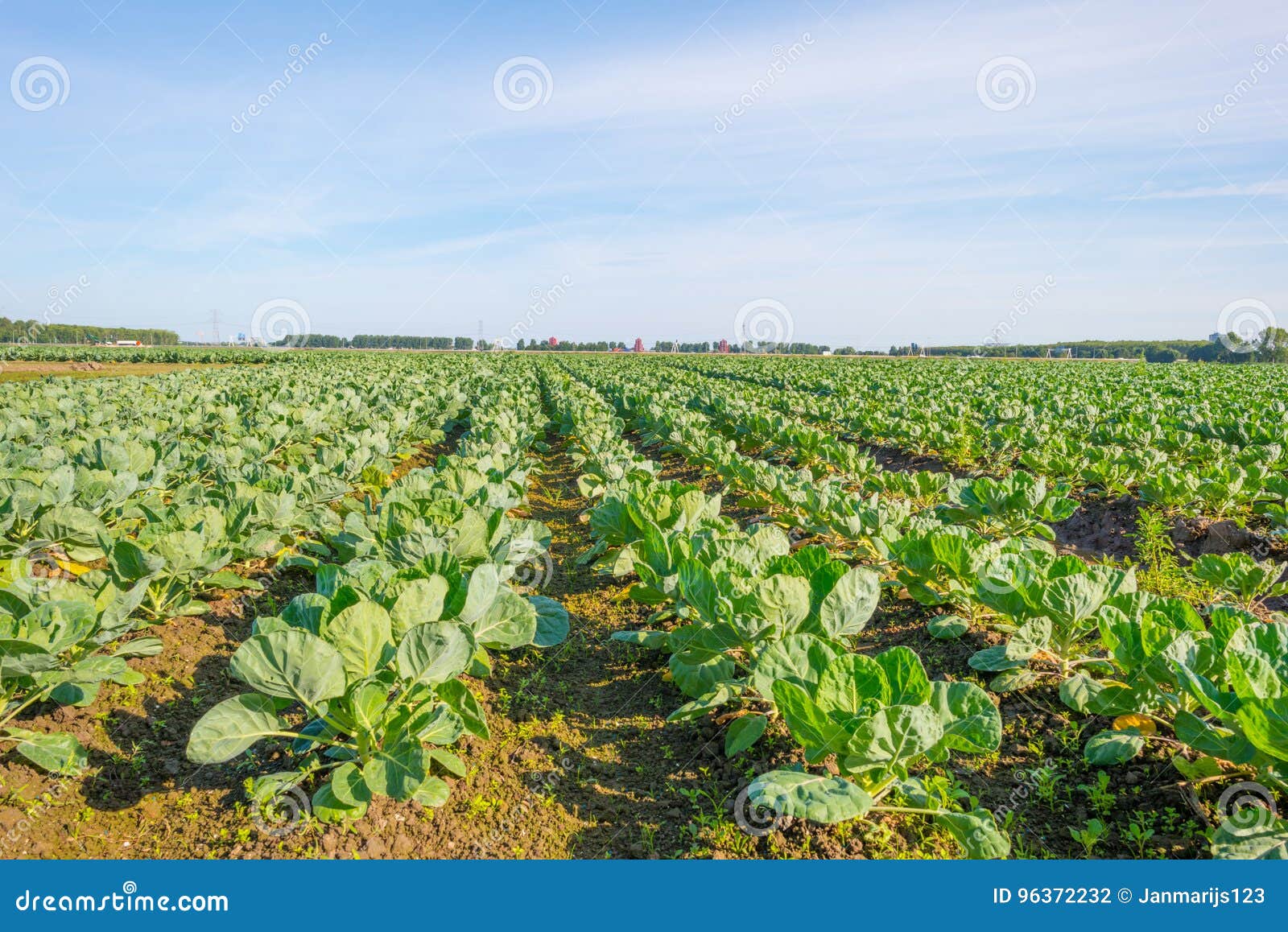 Vegetables Growing in a Field in Sunlight Stock Photo - Image of nature ...