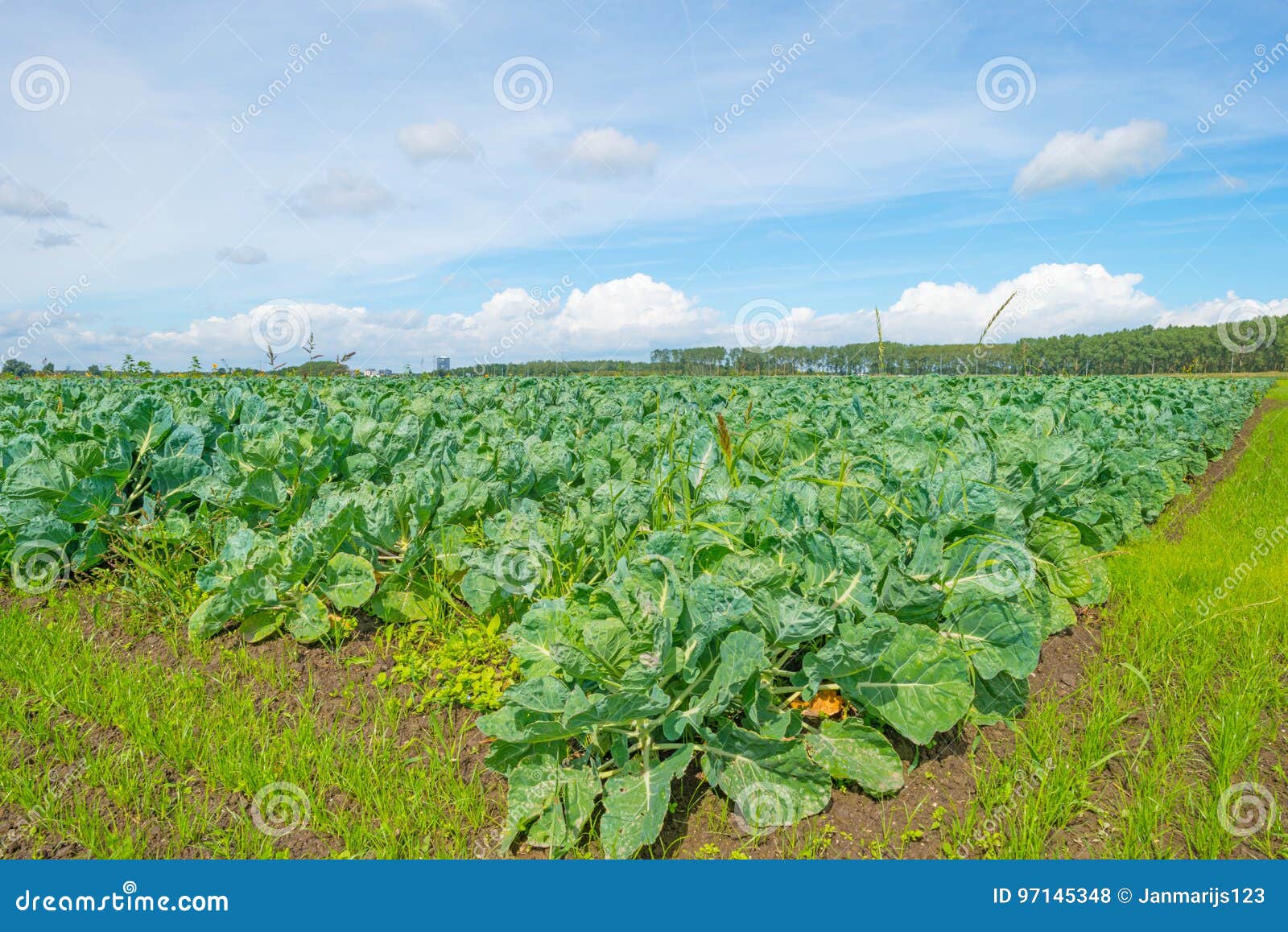 Vegetables Growing in a Field in Sunlight Stock Photo - Image of field ...