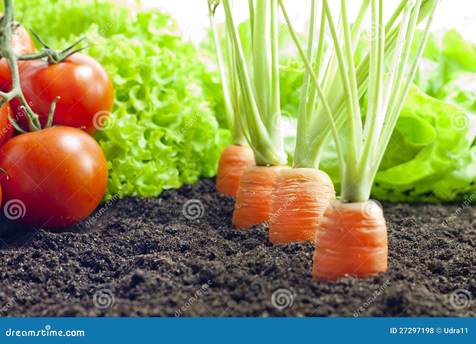 Vegetables Growing in the Garden Stock Photo - Image of harvest, drop ...