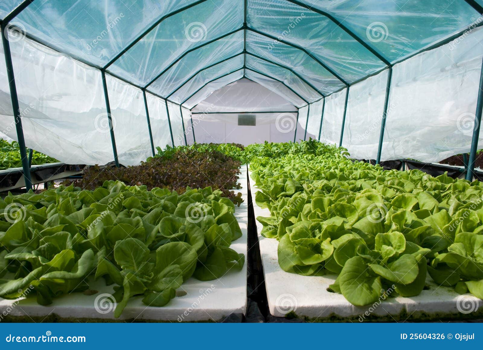 Vegetables Growing on Hydroponics Stock Photo - Image of hydroponics ...
