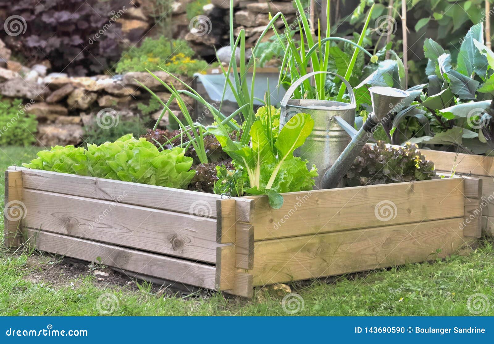 Vegetables Growing in a Little Vegetable Patch Stock Photo - Image of ...