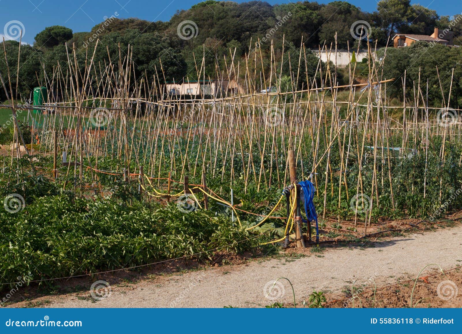 Vegetables Growing in an Orchard Stock Photo - Image of humus, lines ...