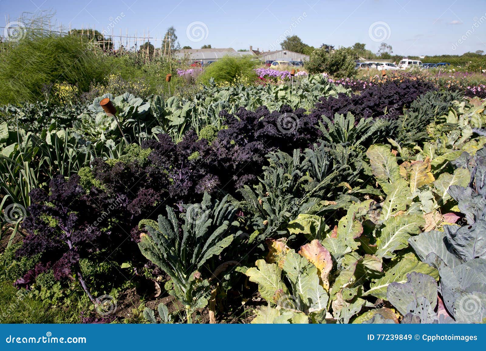 Vegetables growing in rows stock image. Image of lettuce - 77239849