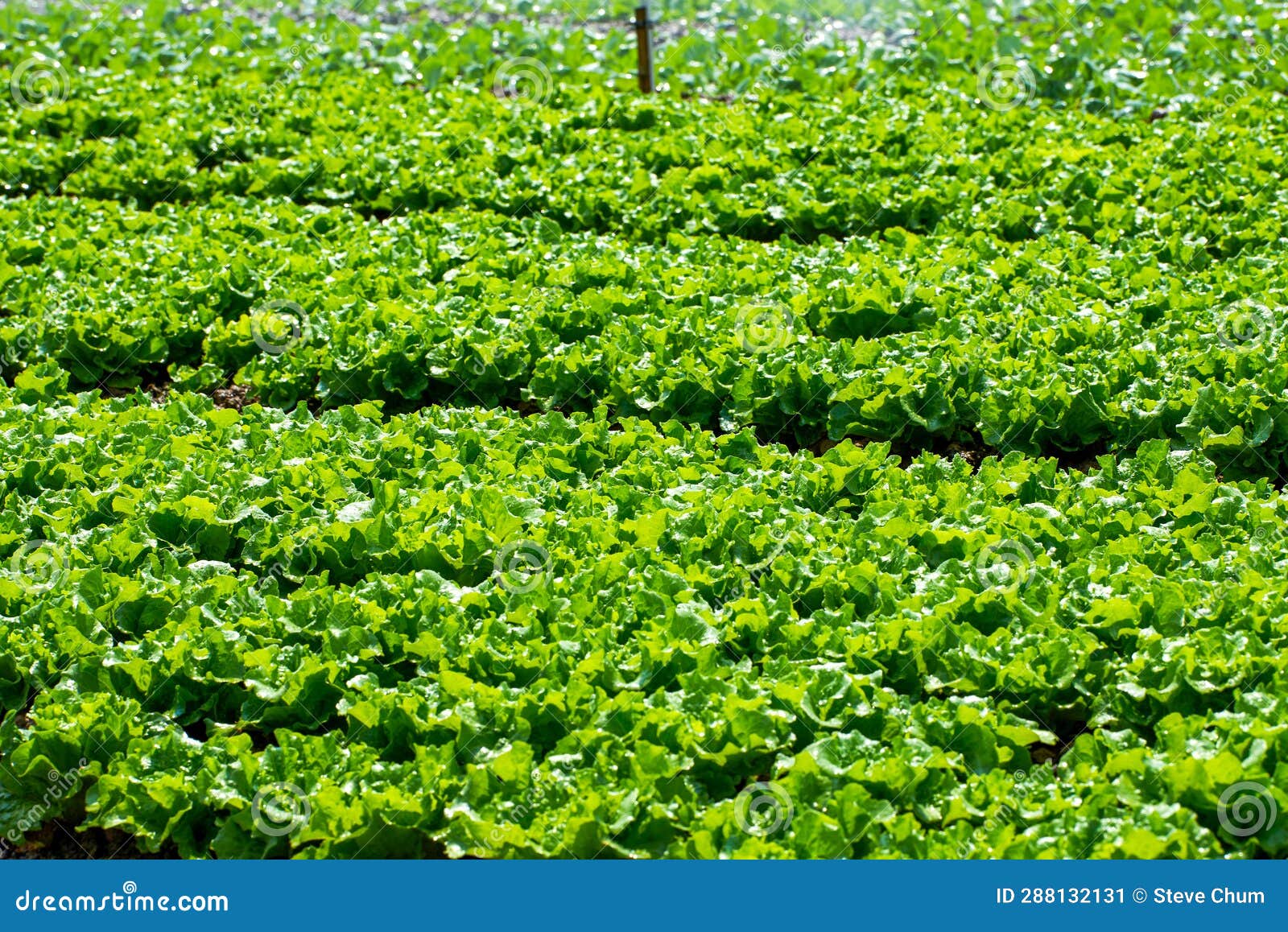 Vegetables Grown in Patches on an Outdoor Farm Stock Image - Image of ...