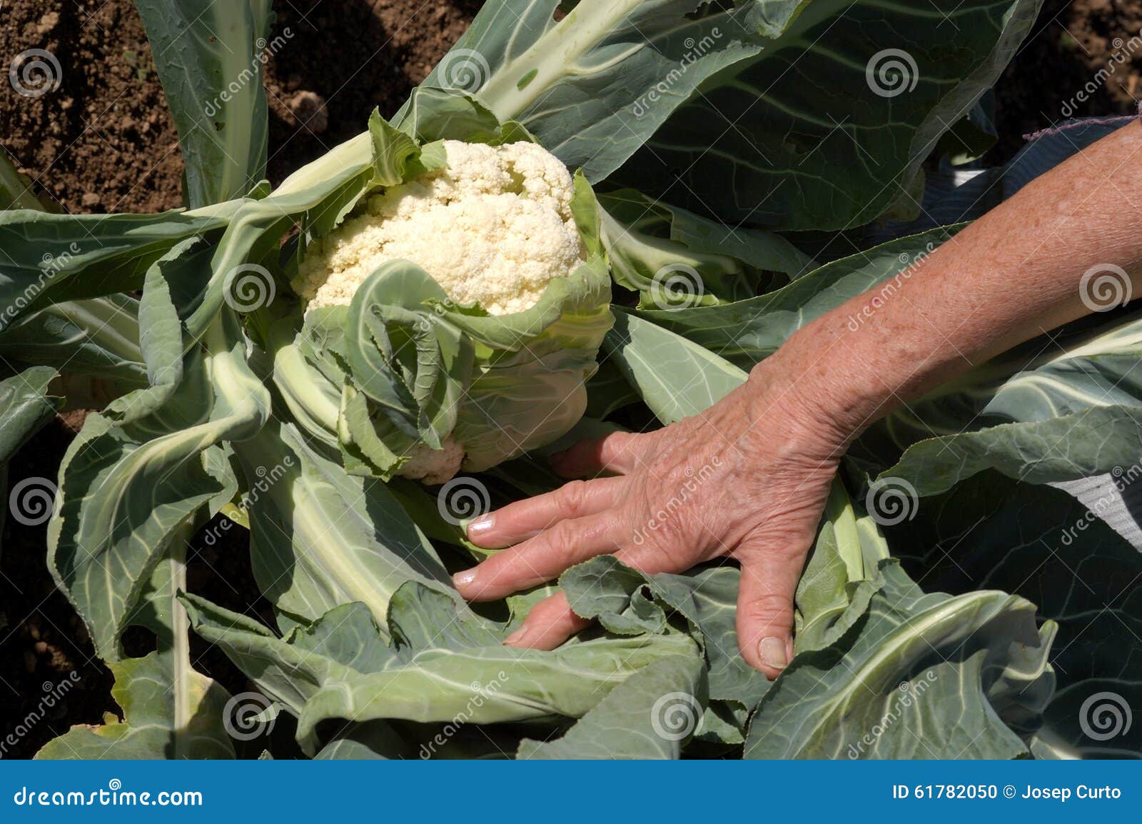 Vegetables,a Hand Showing a Cauliflower ... Planted in the Garden with ...
