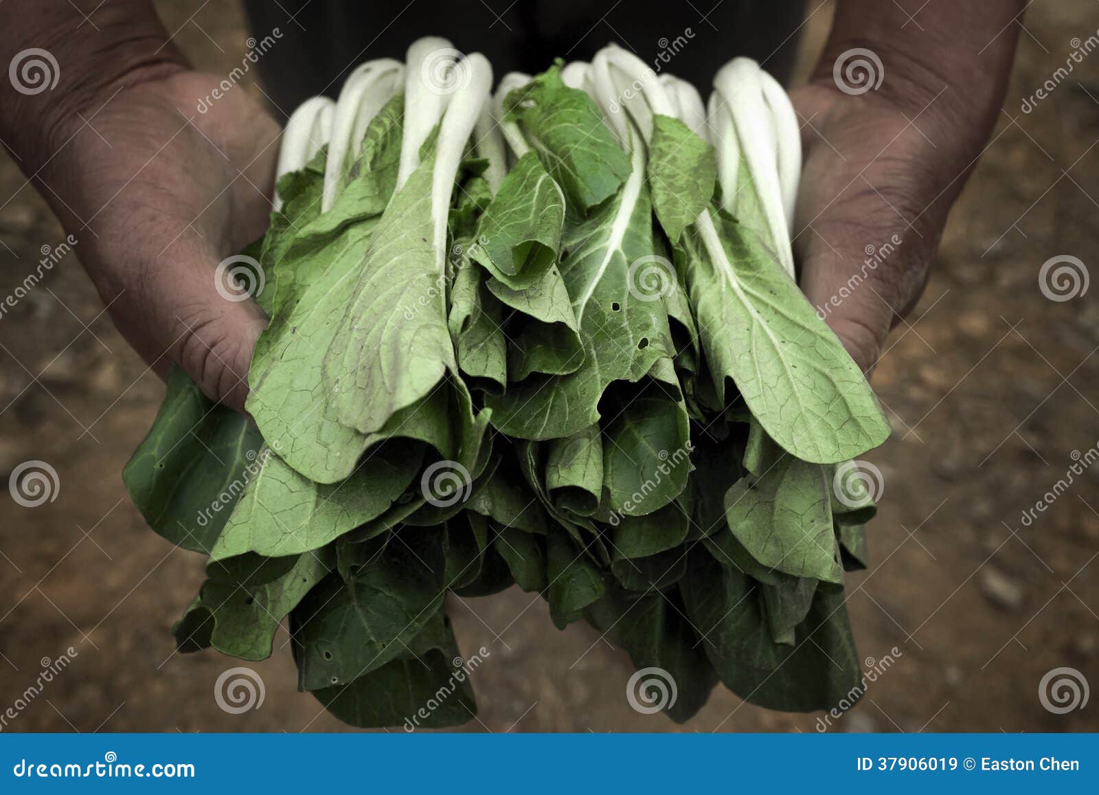 Vegetables in hands stock image. Image of hands, health - 37906019