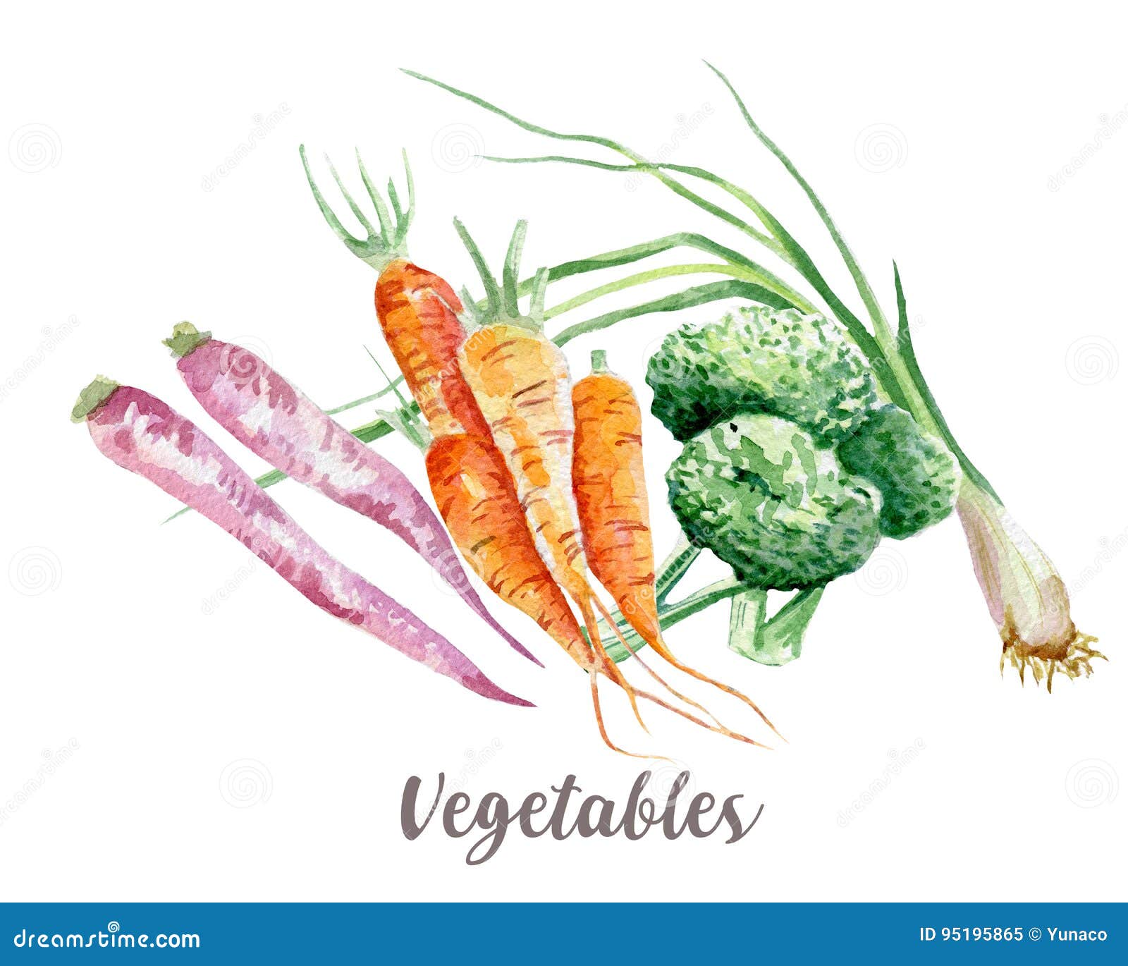Vegetables Illustration. Hand Drawn Watercolor on White Background ...