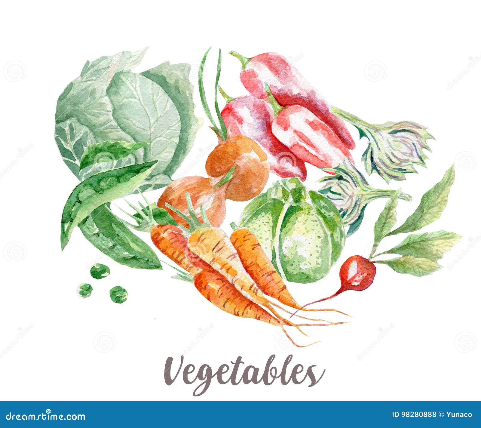 Vegetables Illustration. Hand Drawn Watercolor on White Background ...