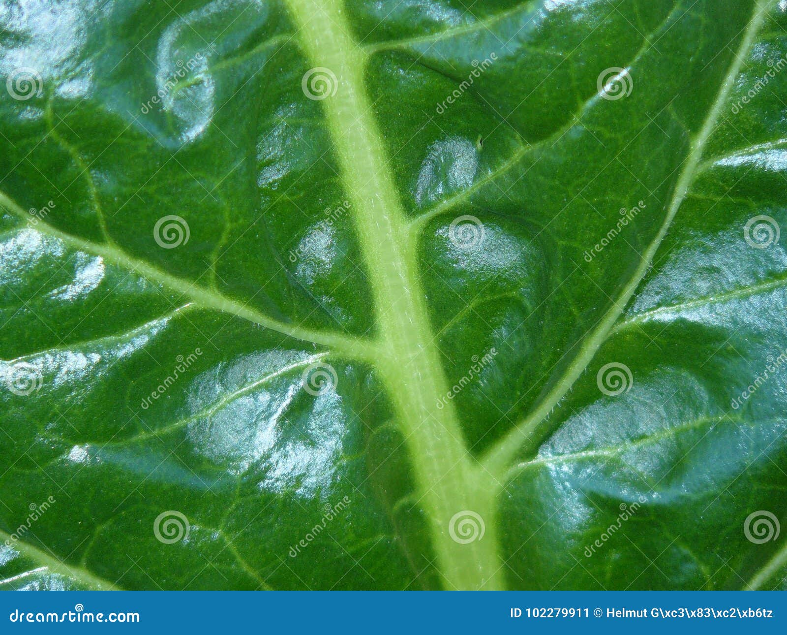 Leave stock image. Image of green, nature, leave, food - 102279911