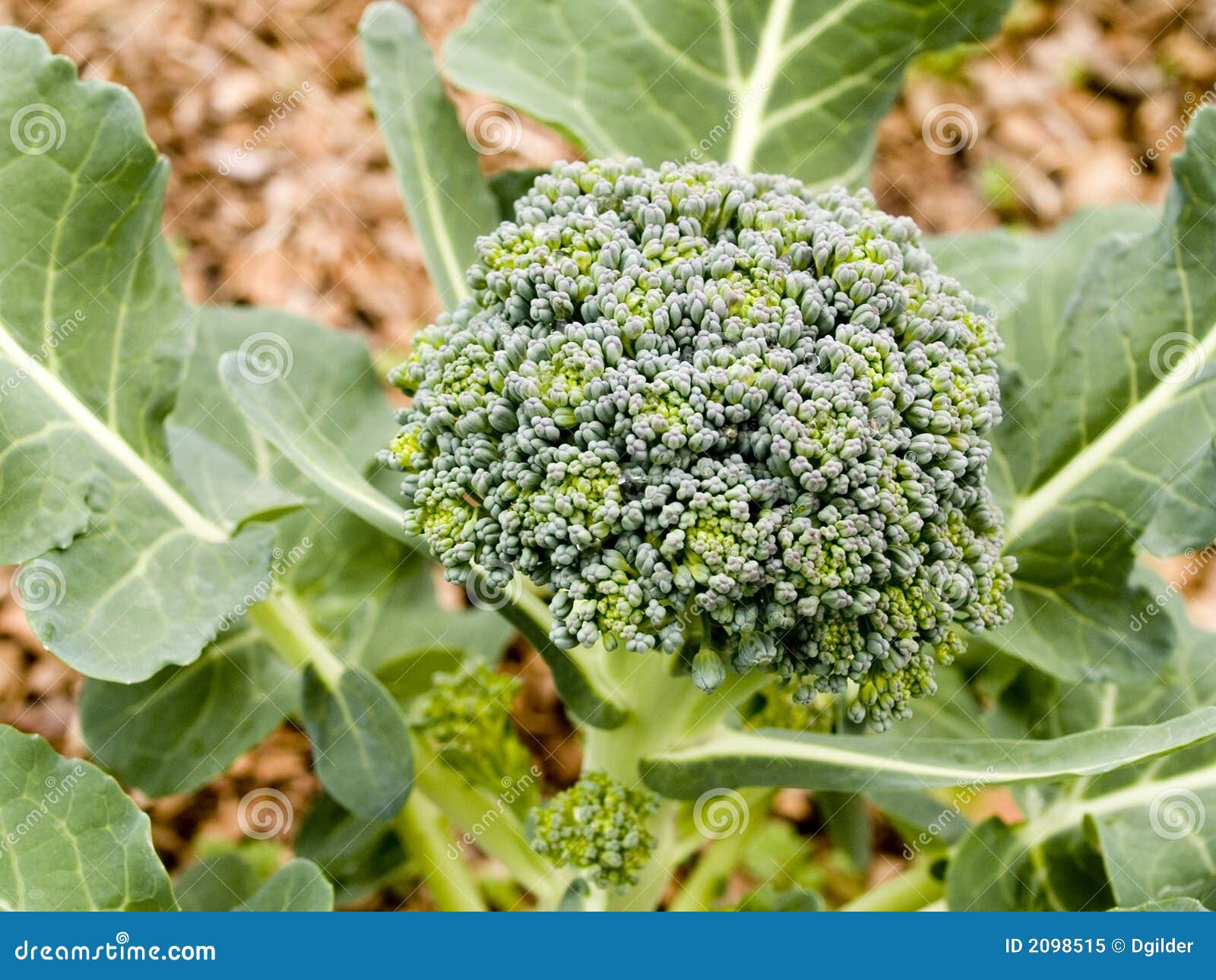 Vegetables - Organic _ Broccoli Stock Image - Image of vegetable ...