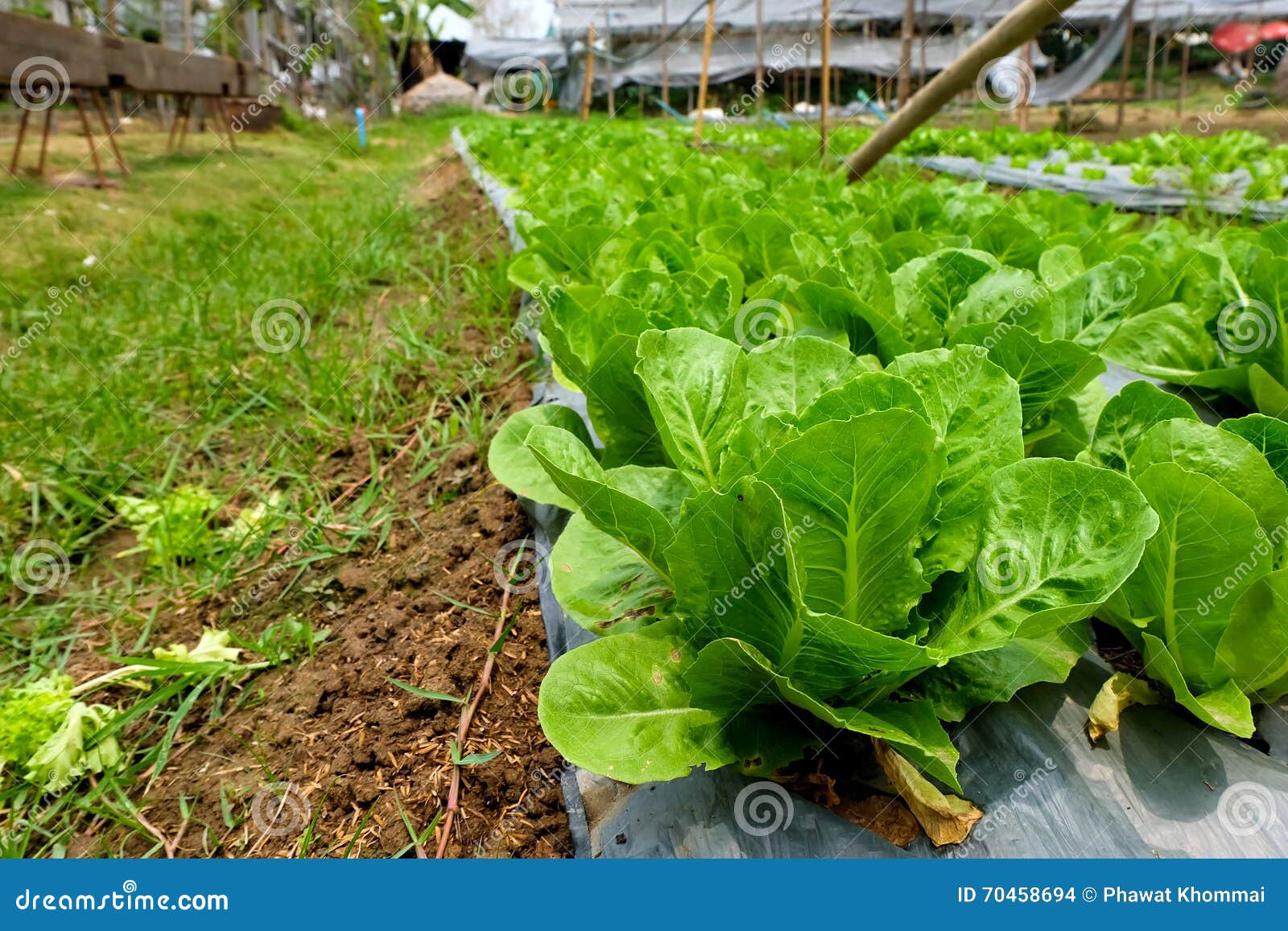 Vegetables in organic farm stock photo. Image of crop - 70458694