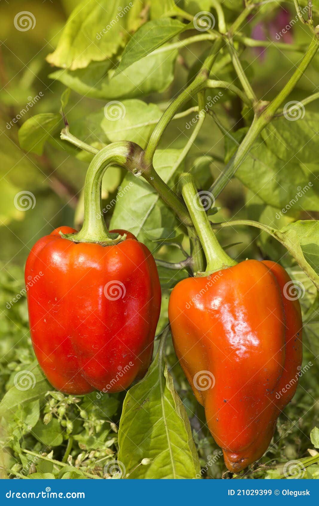 Vegetables pepper ripe stock image. Image of plant, leaves - 21029399