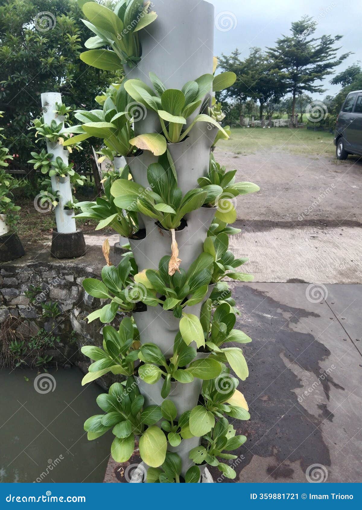 Vegetables Plant in the Yard Stock Image - Image of shrub, produce ...