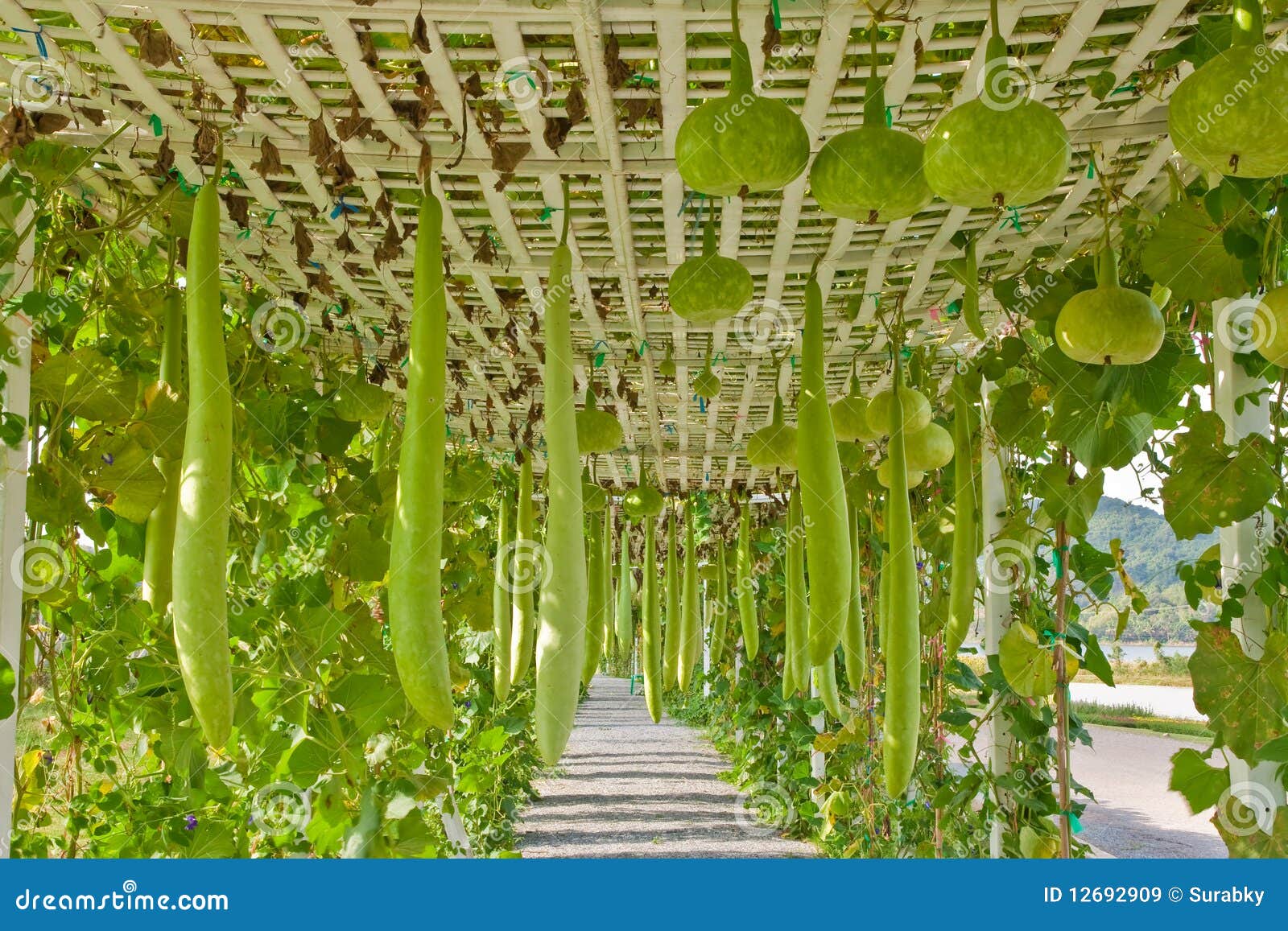 Vegetables Plating in Modern Farm, Thailand Stock Image - Image of ...