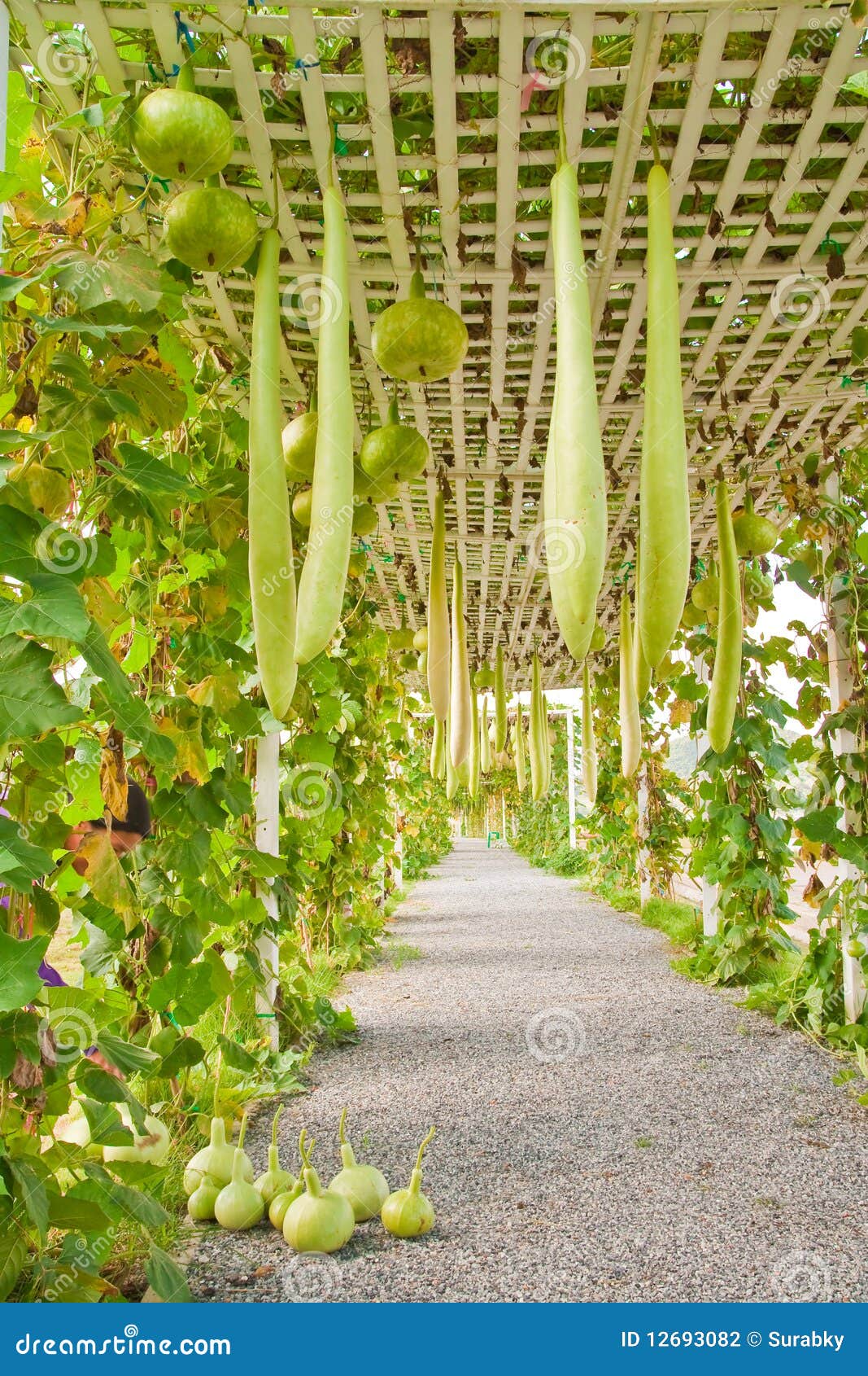 Vegetables Plating in Modern Farm, Thailand Stock Photo - Image of ...