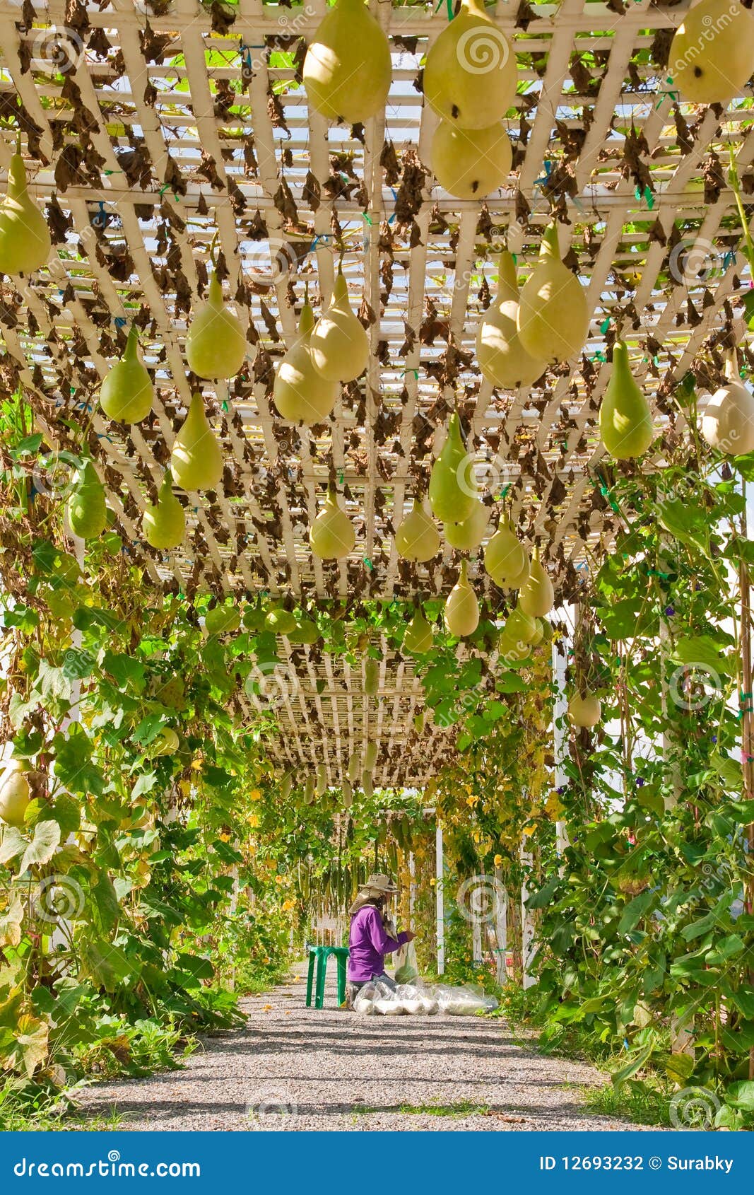 Vegetables Plating in Modern Farm, Thailand Stock Photo - Image of ...