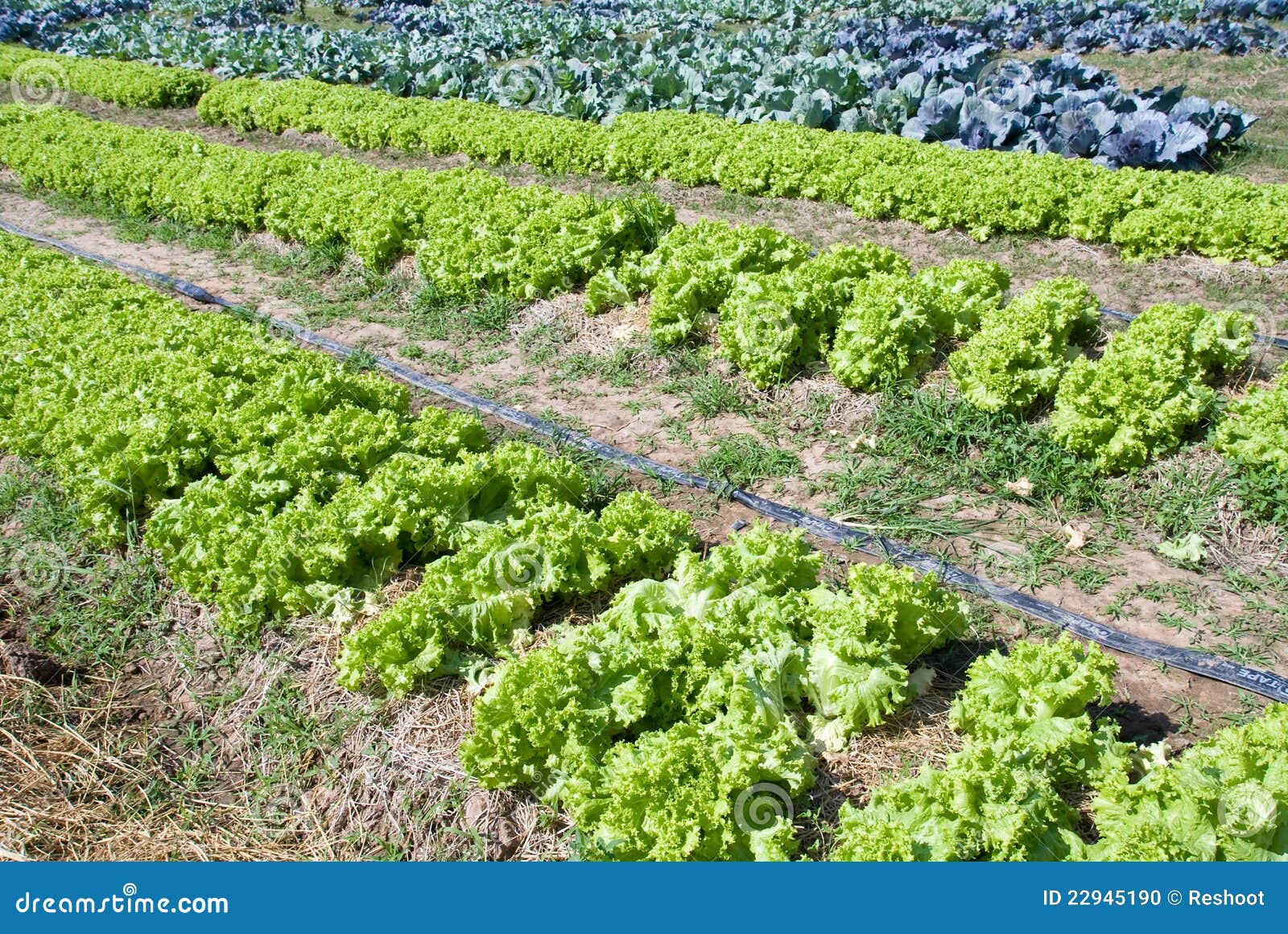 Vegetables plots stock photo. Image of meal, salad, agriculture - 22945190