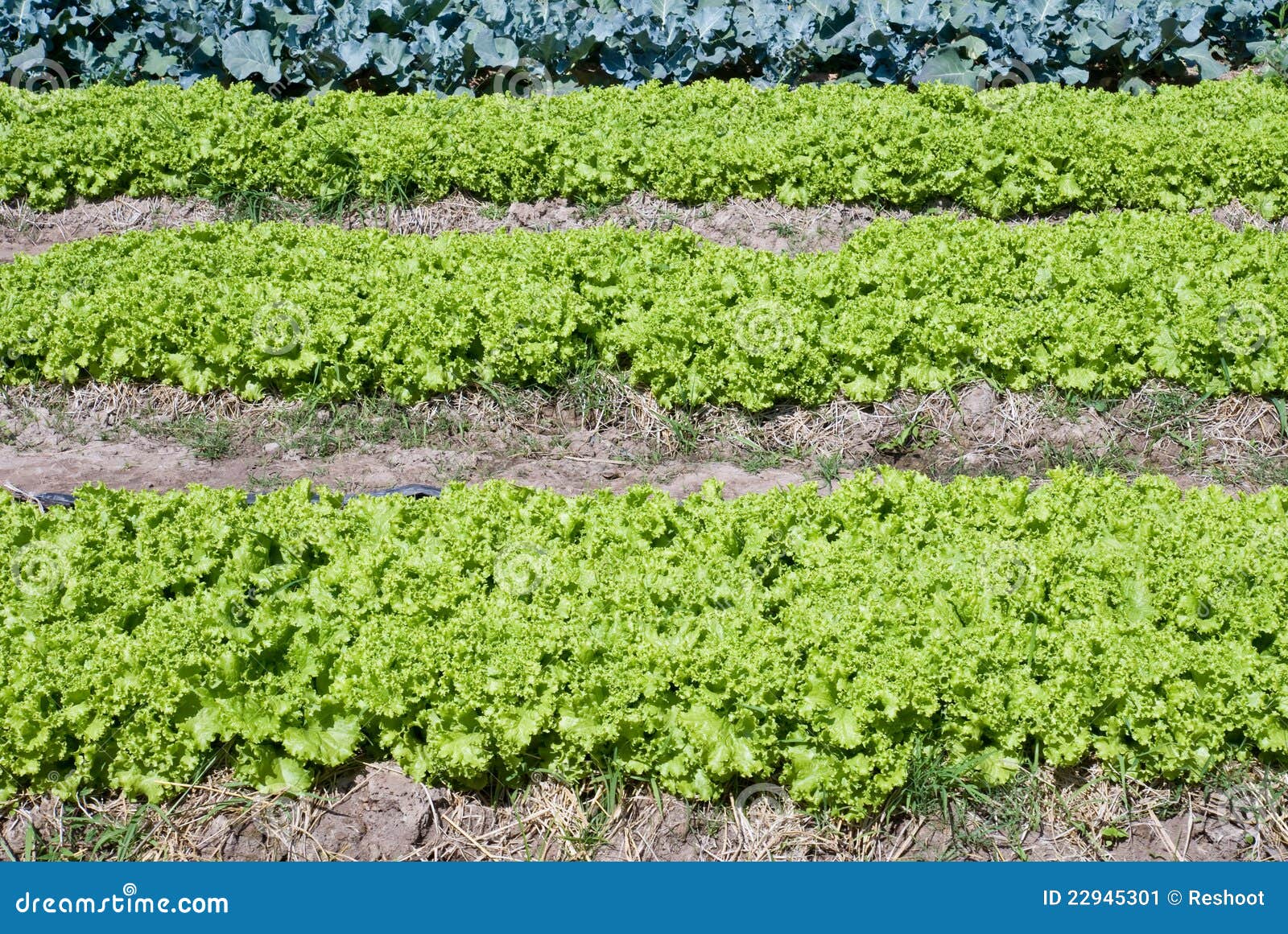 Vegetables Plots Royalty-Free Stock Photography | CartoonDealer.com ...