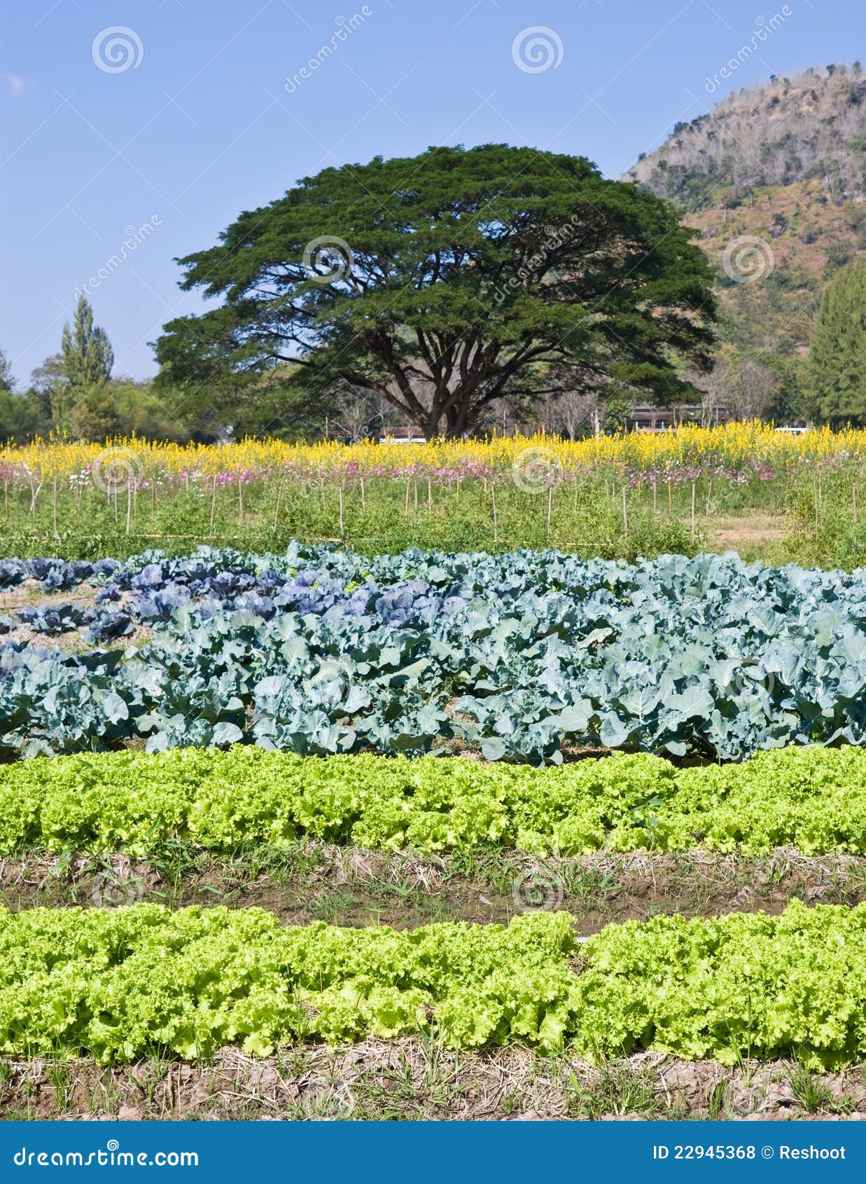 Vegetables plots stock photo. Image of nutrition, product - 22945368