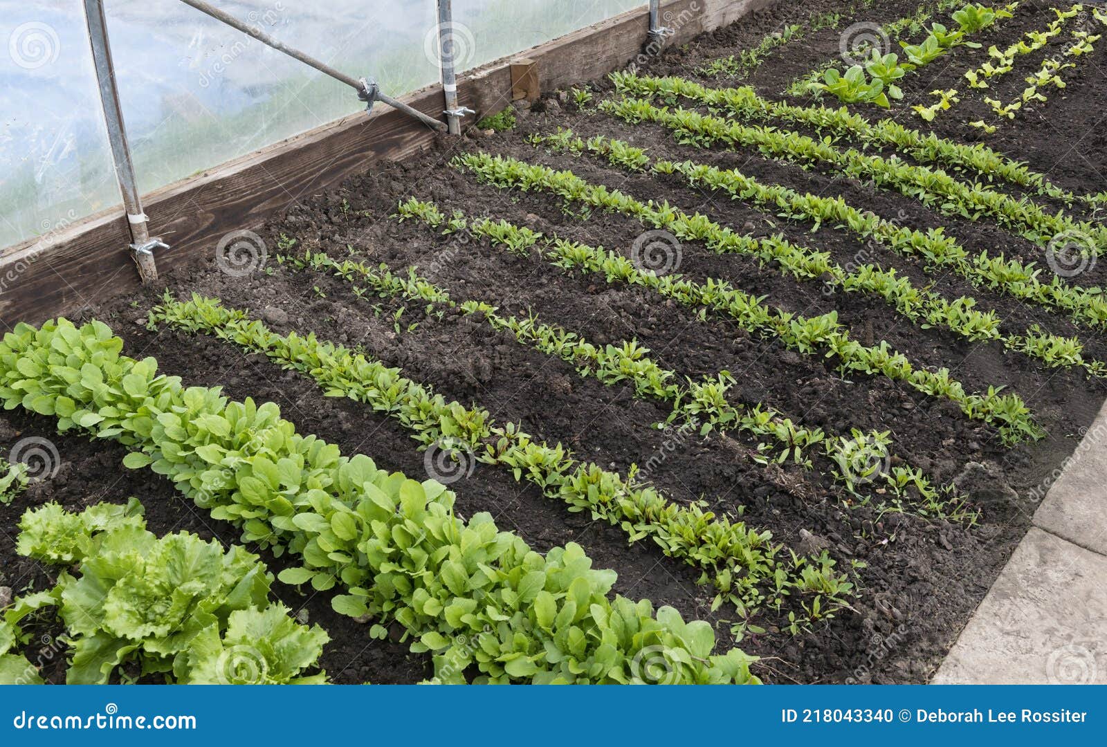 Vegetables in a polytunnel stock photo. Image of agriculture - 218043340