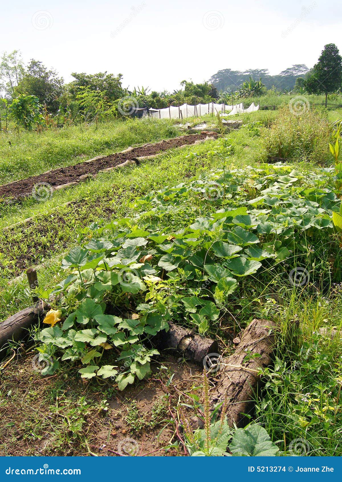 Vegetables Products on Organic Farm Stock Photo - Image of agriculture ...