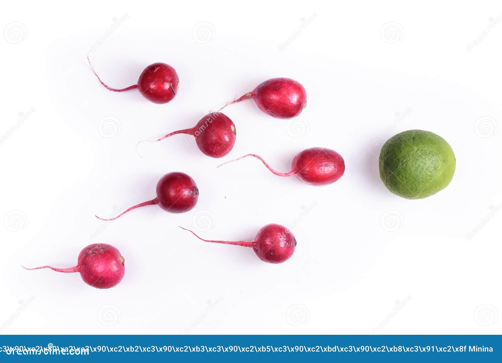 Radish and Lime As Living Cells on a White Background Stock Photo ...