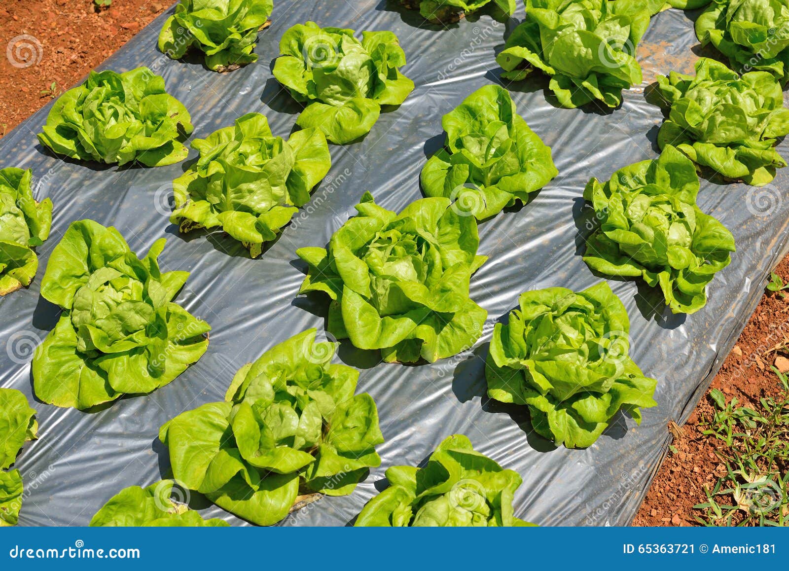 Vegetables stock image. Image of farm, field, farmer - 65363721