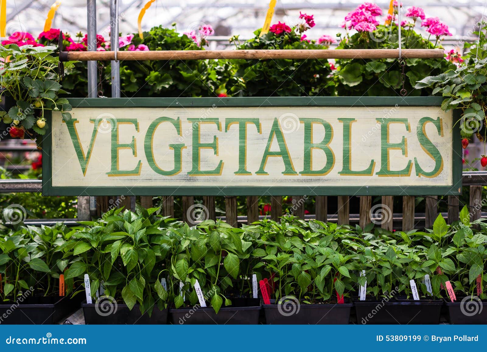 Vegetables Sign stock image. Image of food, vegetable - 53809199