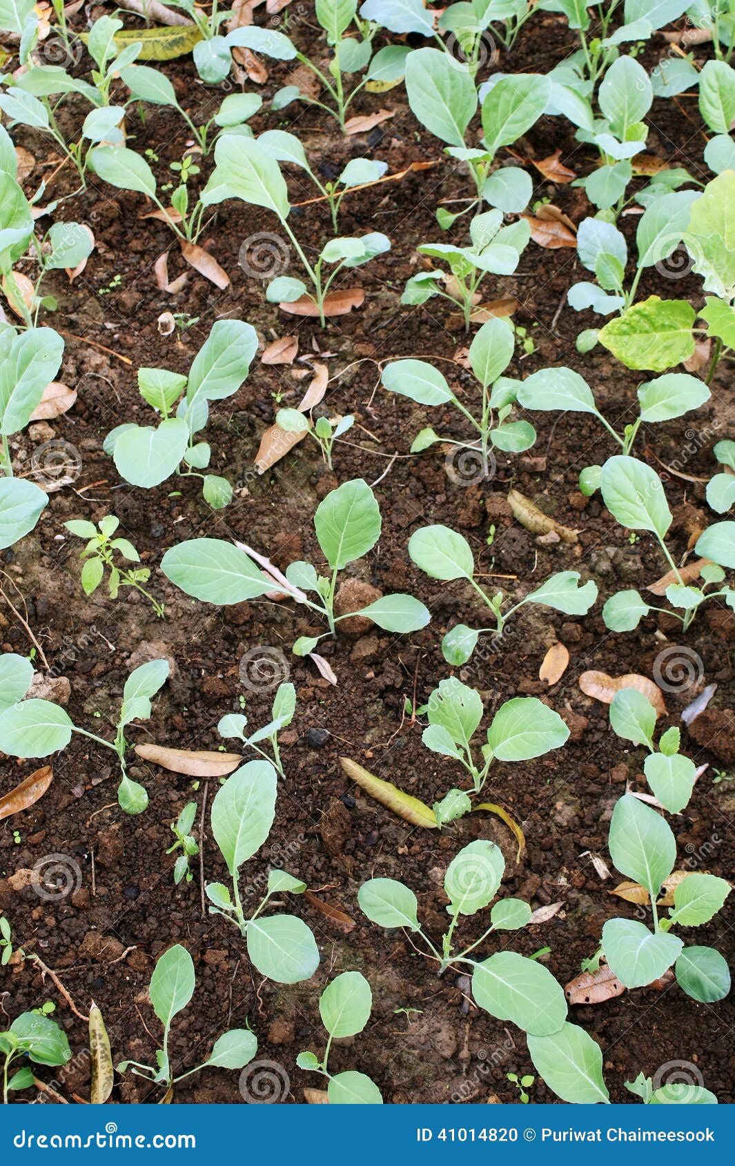 Vegetables in a Small Garden Vegetable Plot Stock Photo - Image of farm ...
