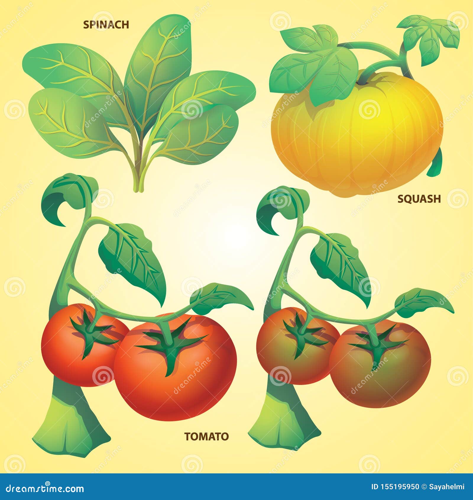 Vegetables Spinach Squash Tomato Vector Stock Vector - Illustration of ...