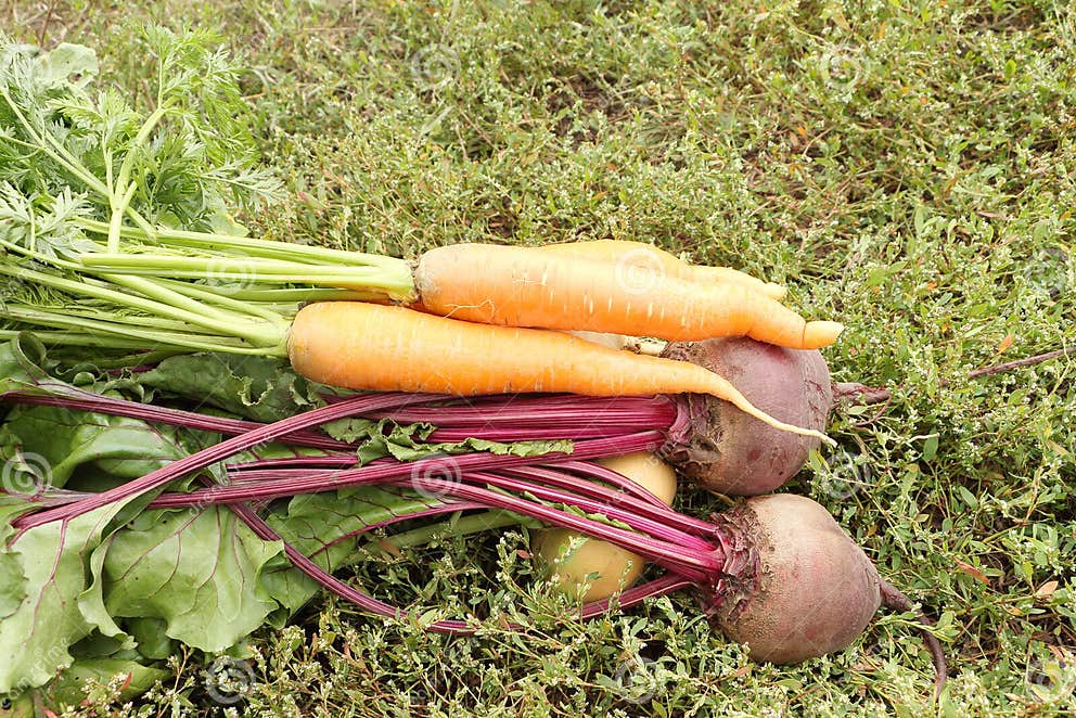 Vegetables stock image. Image of diet, group, food, tail - 43705041