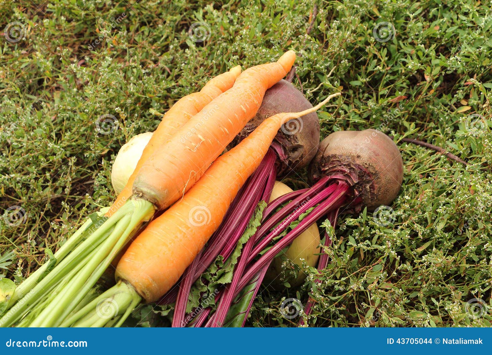 Vegetables stock photo. Image of carrots, closeup, crop - 43705044