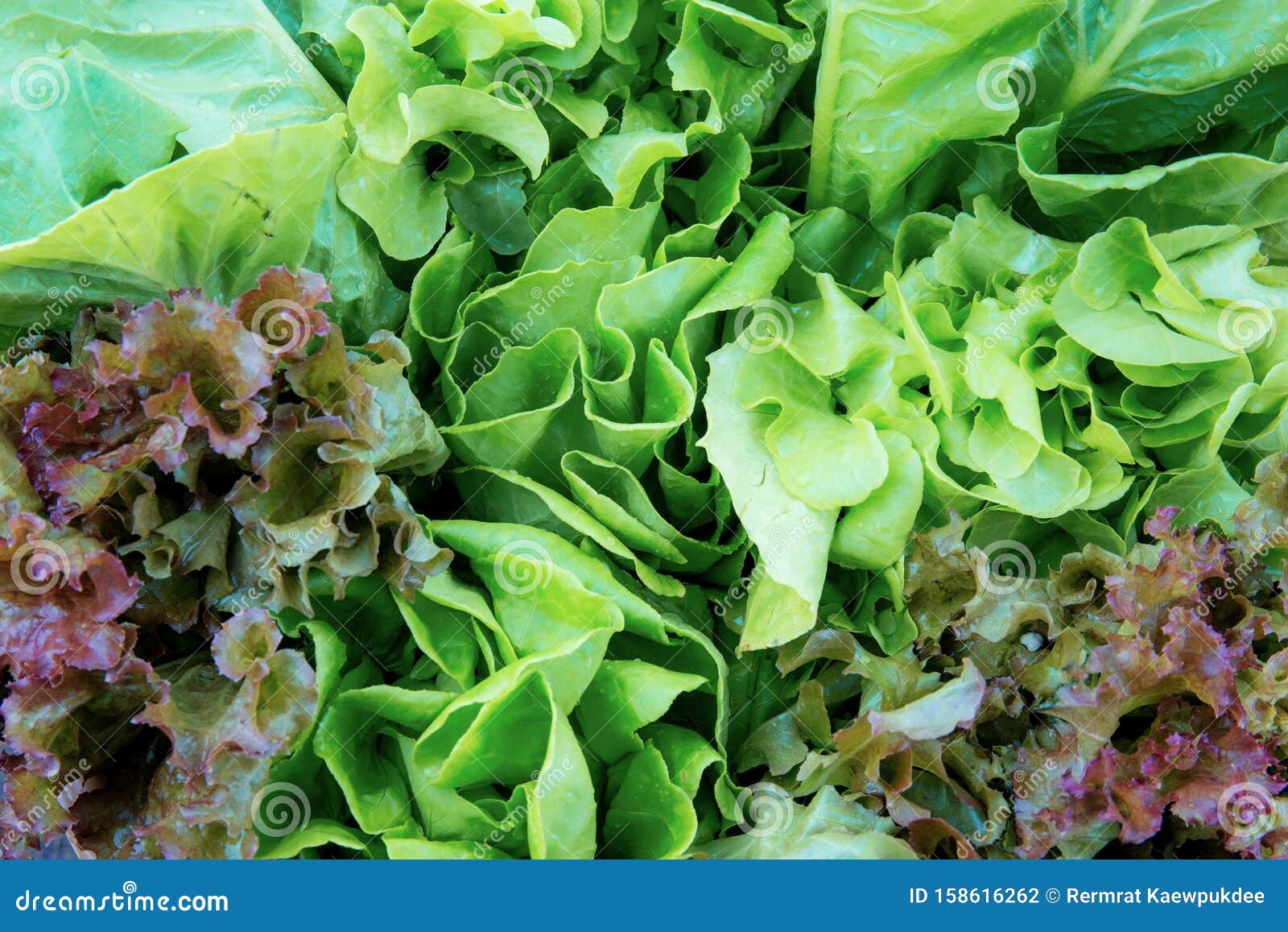 Vegetables with Texture Background Stock Photo - Image of herb, lettuce ...