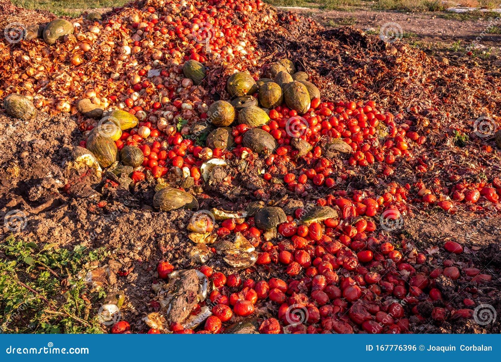 754 Rotting Vegetables Photos - Free & Royalty-Free Stock Photos from ...