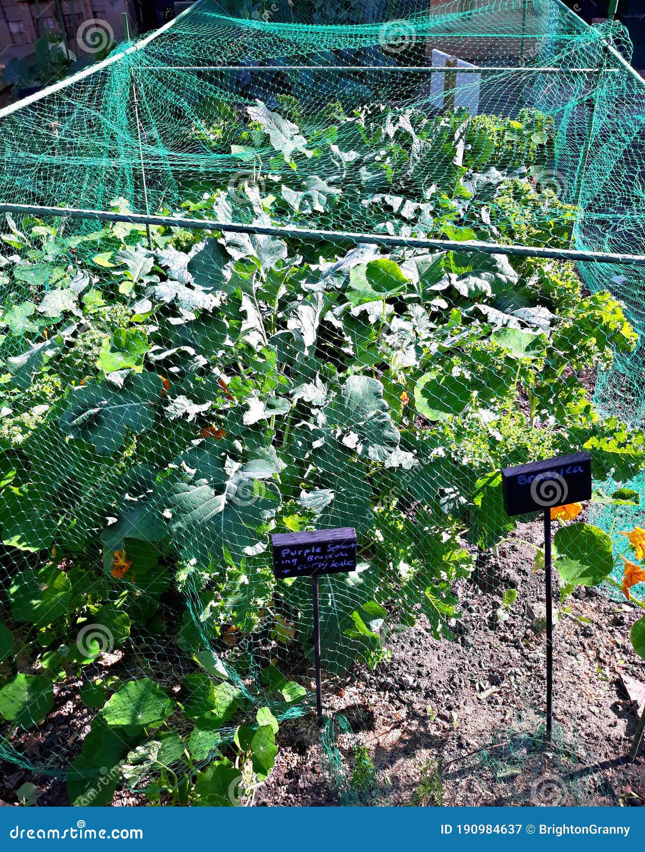 Vegetables Under Netting in Garden Stock Image - Image of protecting ...