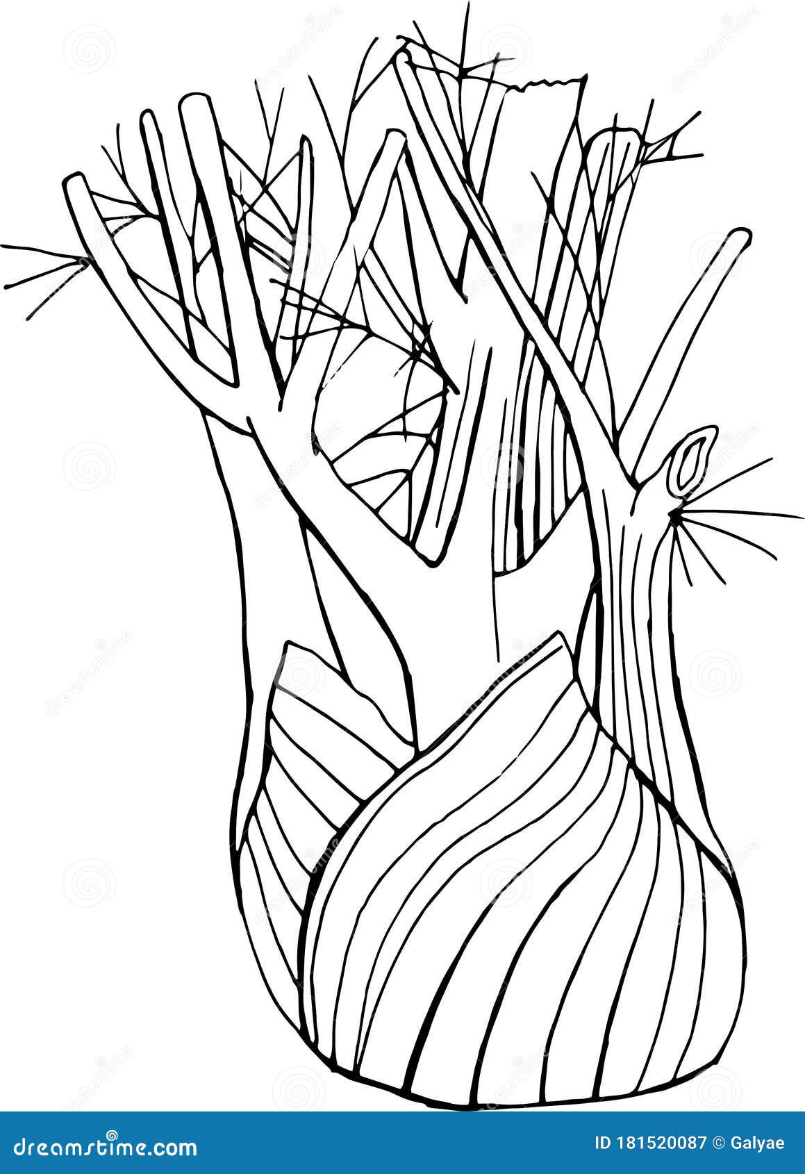 Vegetables1. Vector Hand Drawn Fennel Isolated on White Background ...